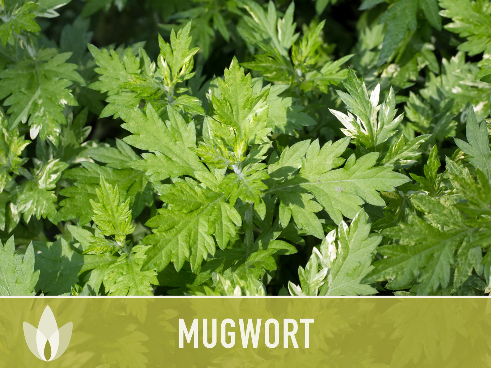 Mugwort Organic Medicinal Herb Seeds Artemisia Vulgaris - Etsy