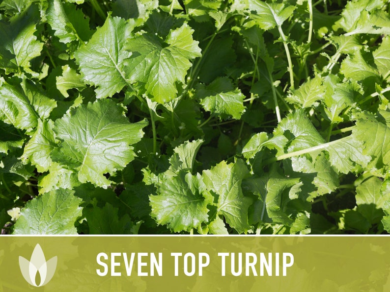 Seven Top Turnip Seeds Heirloom Seeds Turnip Greens Cool - Etsy