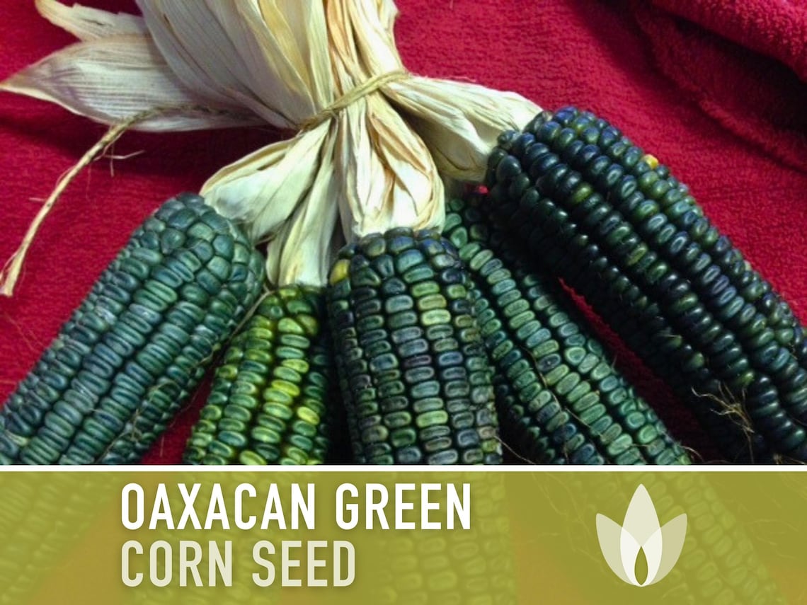 Oaxacan Green Dent Corn Seeds – Heirloom, Ornamental, Flour Corn - Etsy