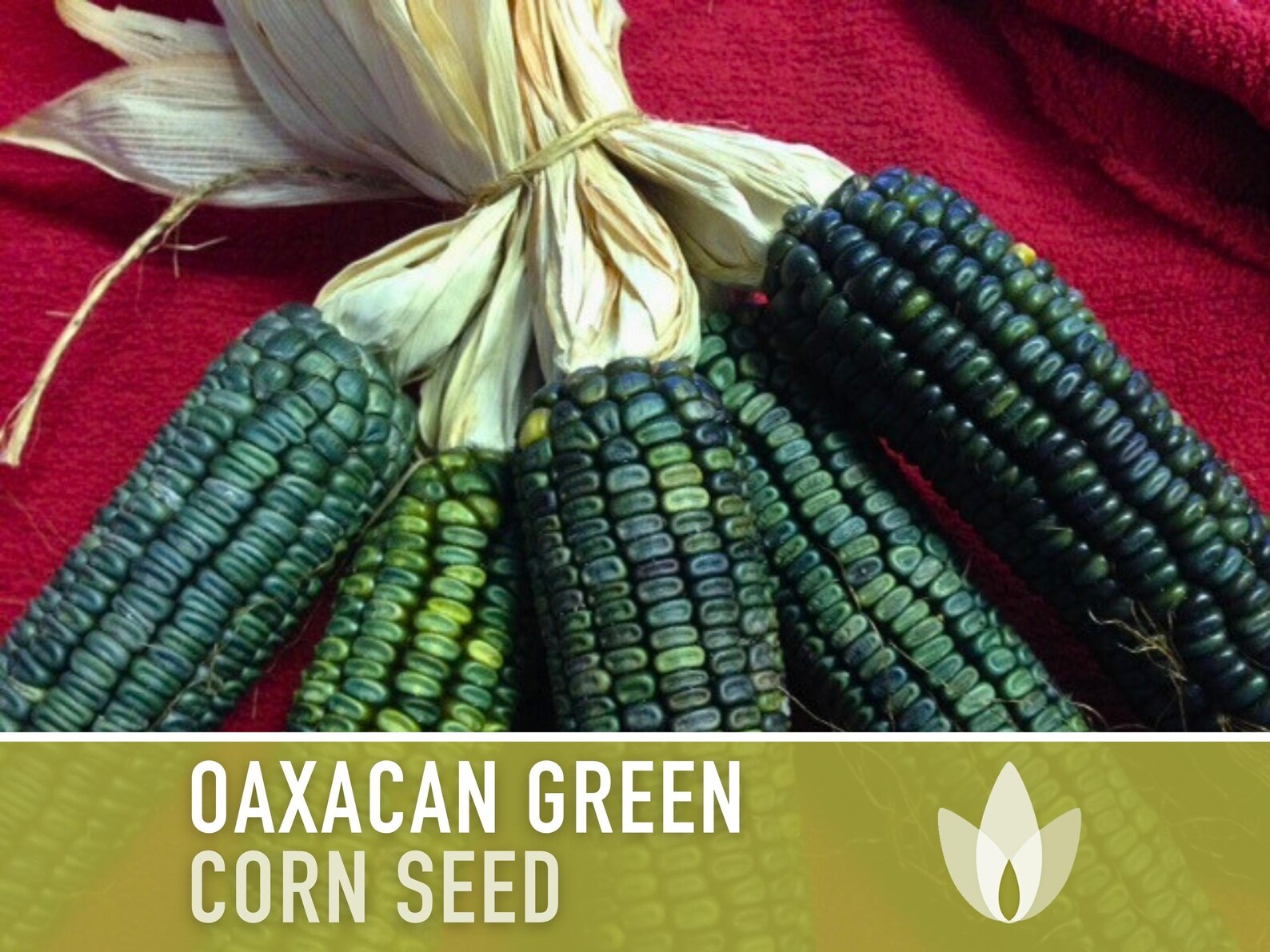 Oaxacan Green Dent Corn Seeds – Heirloom, Ornamental, Flour Corn - Etsy
