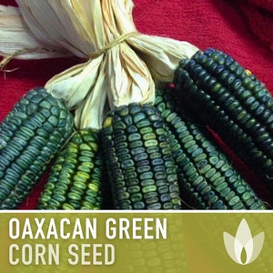 Oaxacan Green Dent Corn Seeds - Heirloom Seeds, Native American Corn ...