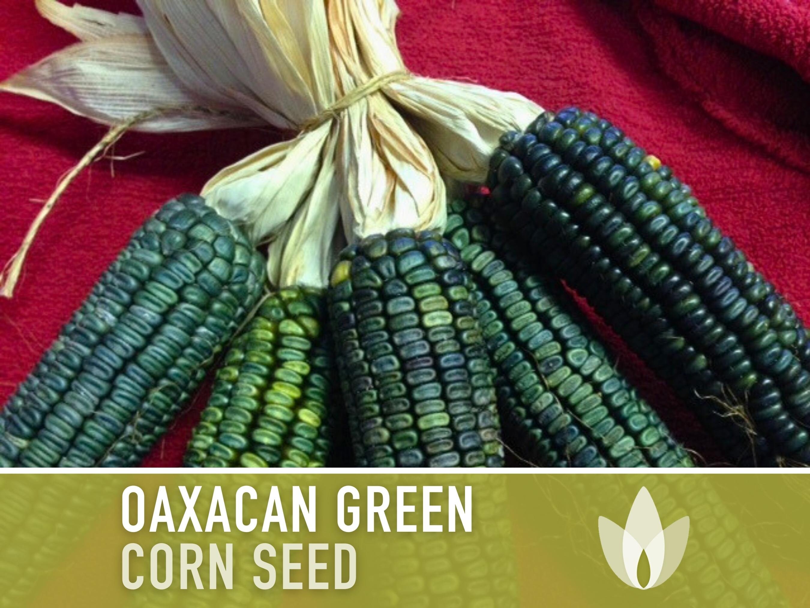 Oaxacan Green Dent Corn Seeds – Heirloom, Ornamental, Flour Corn - Etsy