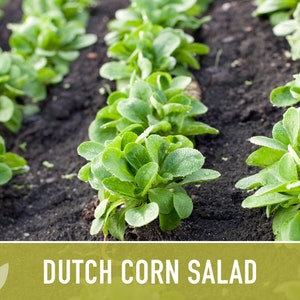 Corn Salad, Dutch, Mache Heirloom Seeds - Winter Salad, Grow All Year ...