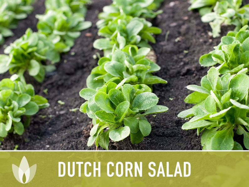Corn Salad Dutch Mache Heirloom Seeds Winter Salad Grow - Etsy