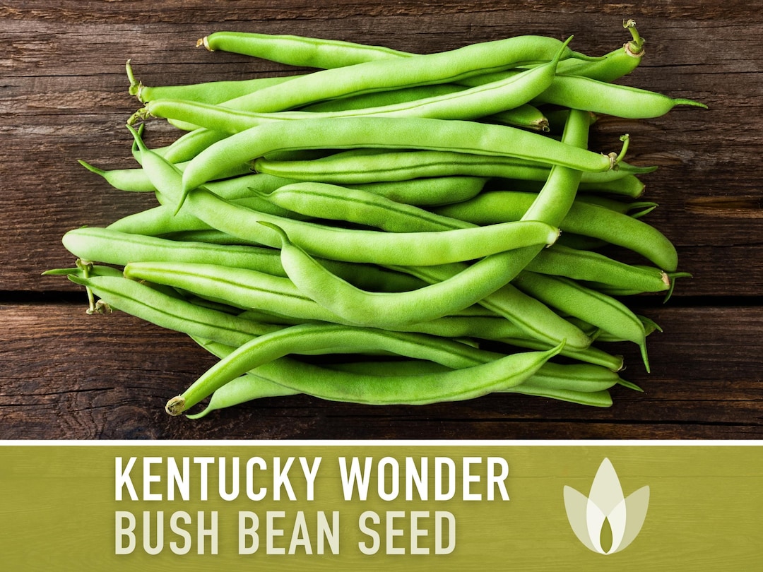 Kentucky Wonder Bush Bean Seeds - Heirloom Seeds, High Yield, Container ...