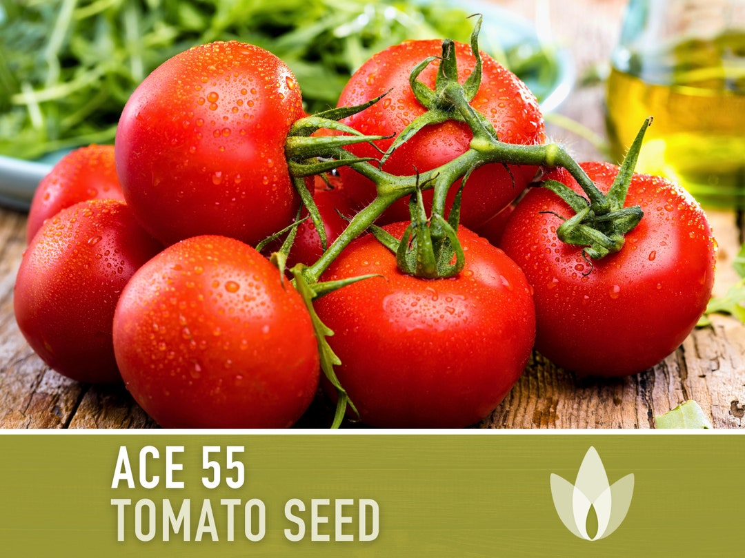 Ace 55 Tomato Seeds - 30 Heirloom Seeds, Determinate, Paste Tomato ...