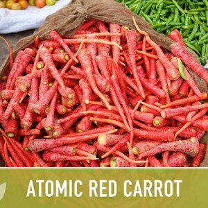 Atomic Red Carrot Seeds - Heirloom, Antioxidant, Lycopene, Open Pollinated, Non-gmo - Etsy