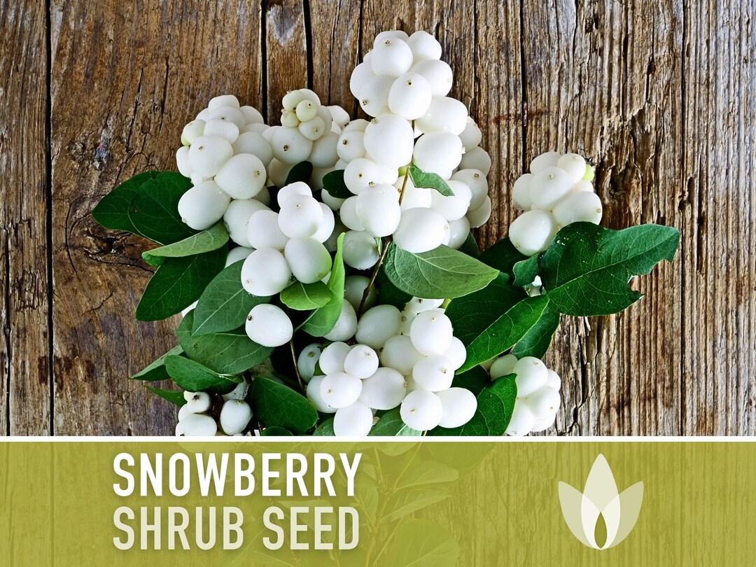 Snowberry Shrub Seeds – Heirloom Medicinal Plant, Pollinator Friendly ...