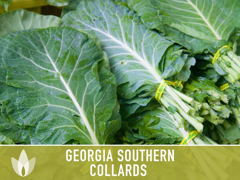 Georgia Southern Collards Heirloom Seeds - Etsy