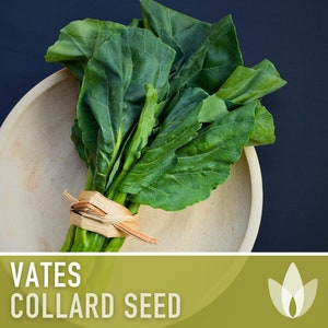 Vates Collards Heirloom Seeds - Collard Greens, Early, Short Season ...