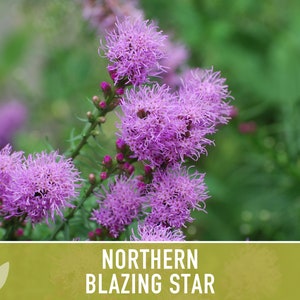 Northern Blazing Star Flower Seeds - Heirloom Seeds, Native Seeds ...