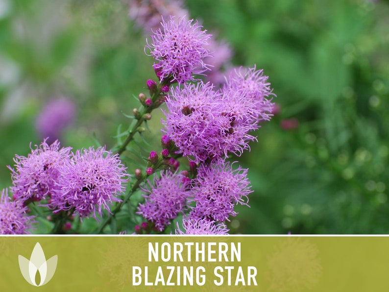 Northern Blazing Star Flower Seeds - Heirloom Seeds, Native Seeds ...
