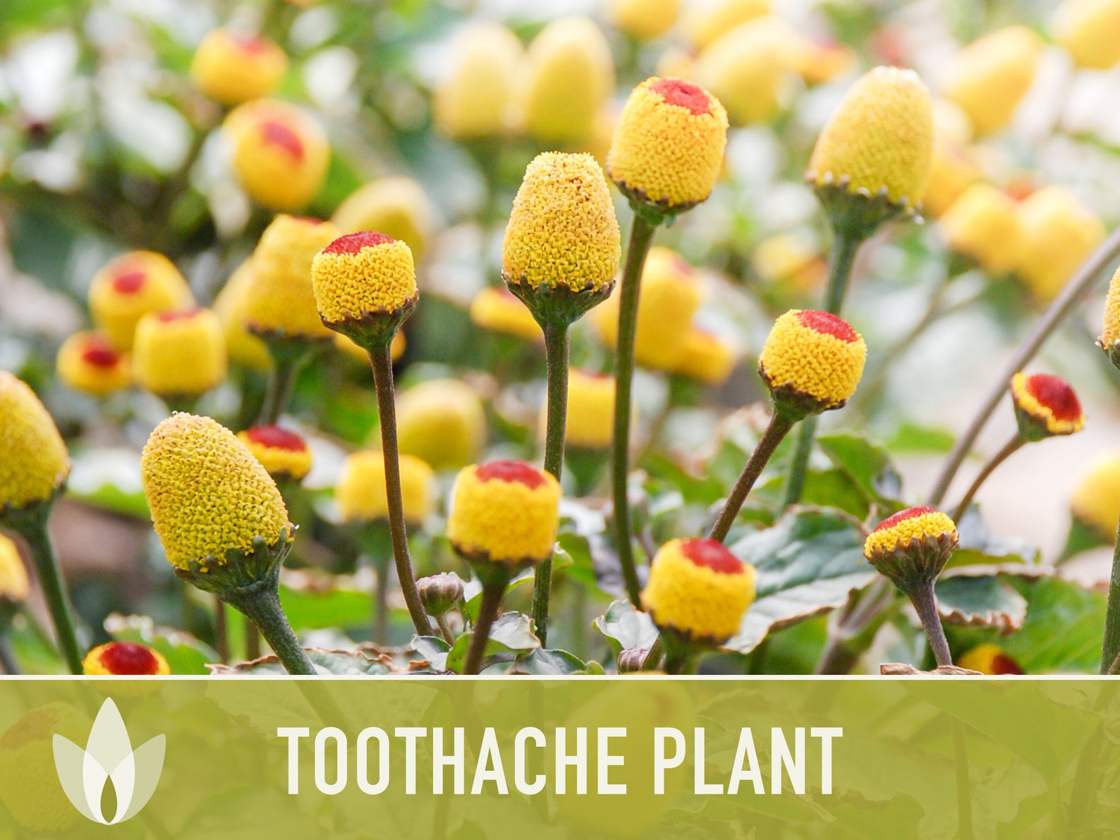 Toothache Plant spilanthes Oleracea Medicinal Herb Seeds - Etsy