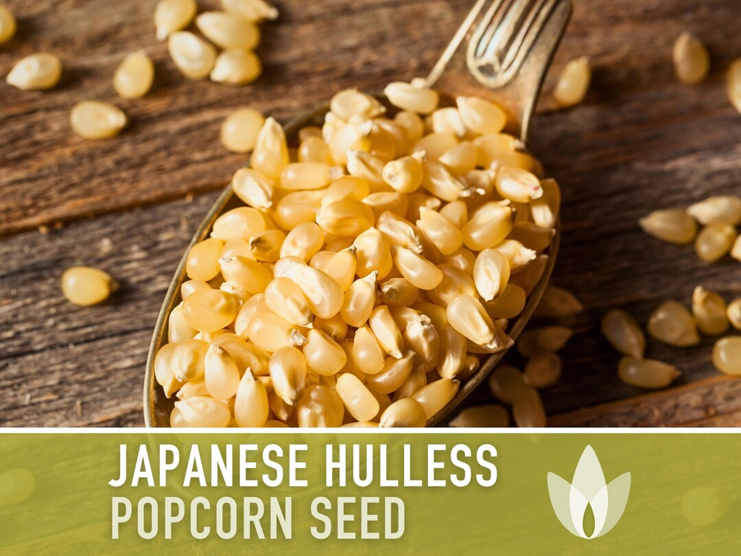 Japanese Hulless Popcorn Seeds - Dwarf Heirloom Corn - Etsy