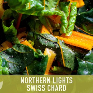Northern Lights Swiss Chard Seeds, Rainbow Mix, Heirloom Non-gmo - Etsy