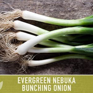 Evergreen Nebuka Bunching Onion Heirloom Seeds Scallions - Etsy