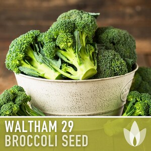 Waltham 29 Broccoli Seeds - Heirloom Seeds, Cold Tolerant, Dwarf Plant ...
