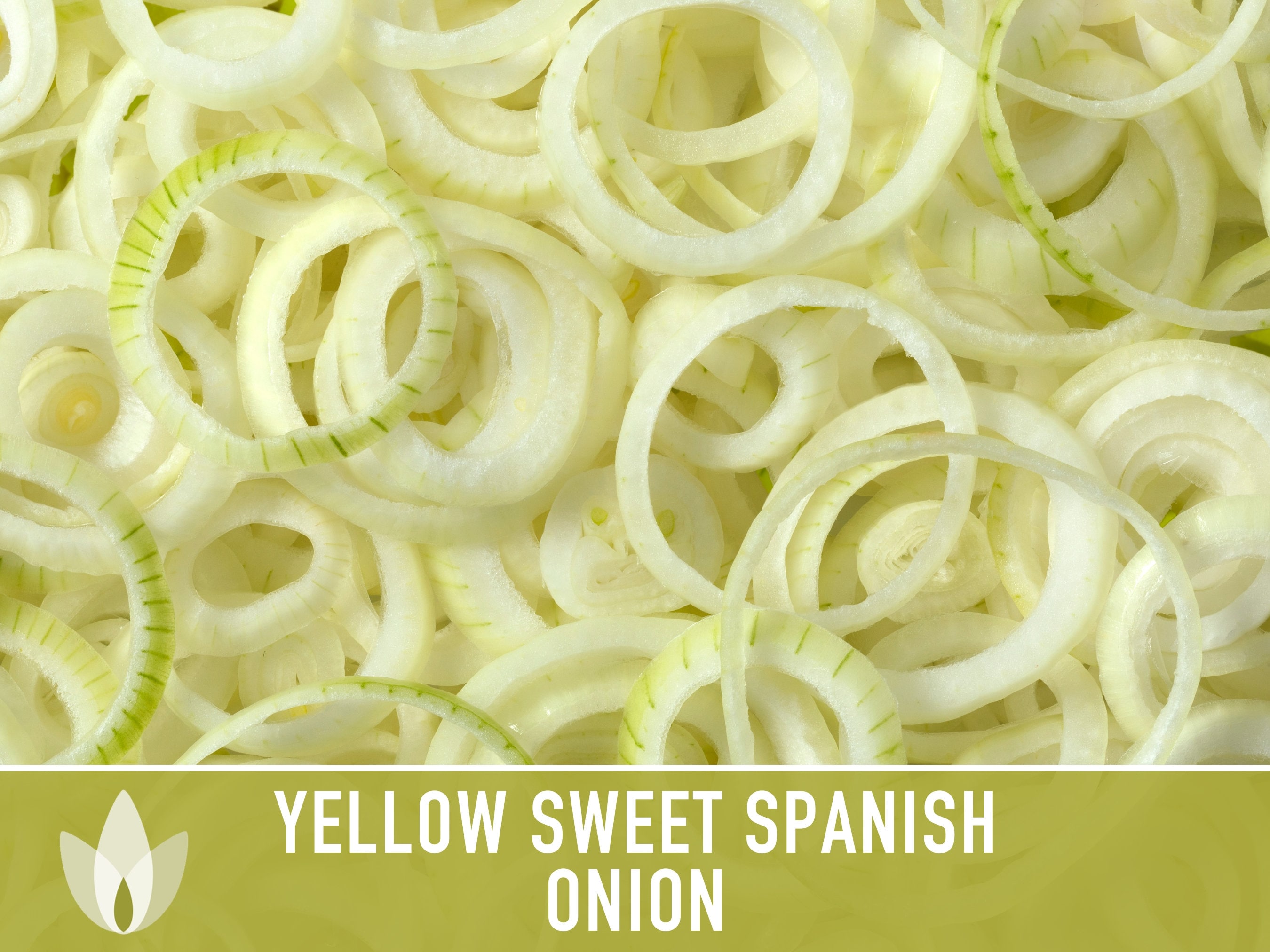 Yellow Sweet Spanish Onion Seeds - Heirloom, Root Vegetables, Fall ...
