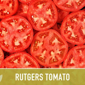 Rutgers Tomato Heirloom Seeds - Determinate, Vining, Campbell's Soup ...