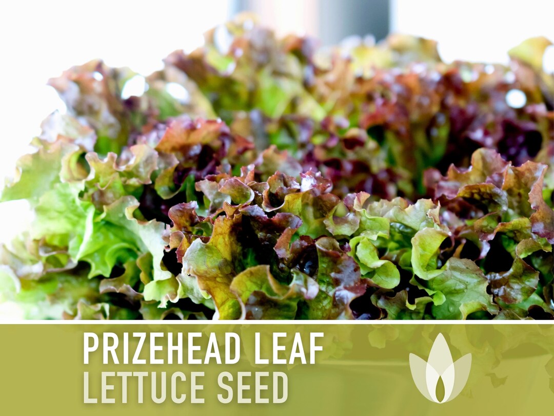 Prizehead Lettuce Seeds - Broad Leaf, Non-gmo, Open Pollinated - Etsy