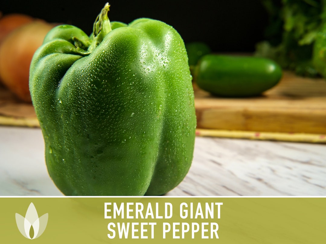 Emerald Giant Sweet Pepper Heirloom Seeds Bell Pepper - Etsy