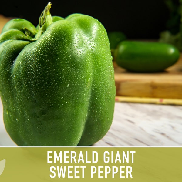 Plants Bell Pepper - Etsy