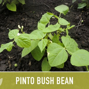 Pinto Bean Seeds - Heirloom Seeds, Runner Bean Seeds, Refried Beans ...