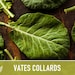 Vates Collards Heirloom Seeds - Etsy
