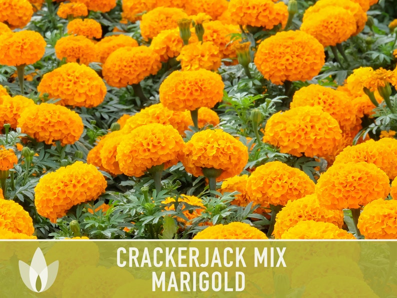 Crackerjack Marigold Flower Seeds - Heirloom, Edible, Non-gmo - Etsy