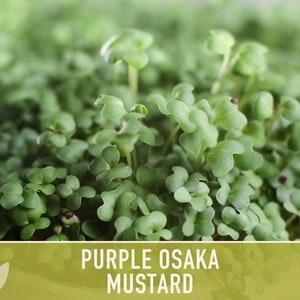 Purple Osaka Mustard Greens Seeds – Heirloom, Non-gmo - Etsy