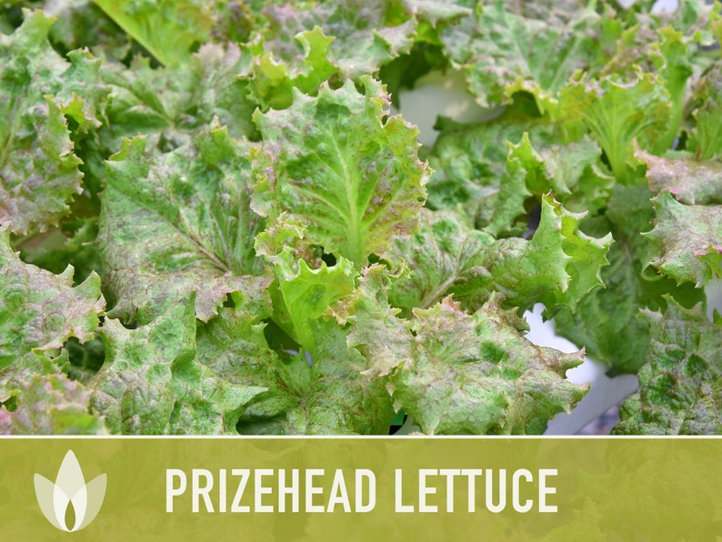 Prizehead Lettuce Seeds - Broad Leaf, Non-gmo, Open Pollinated - Etsy