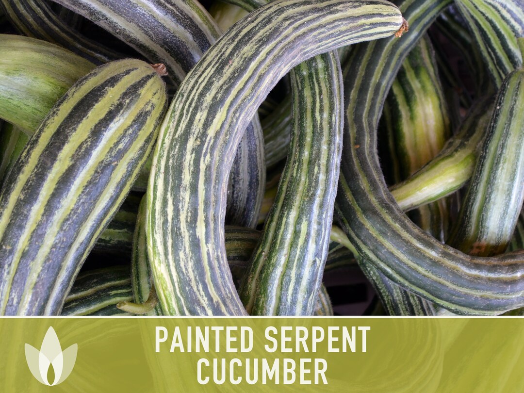 Painted Serpent, Armenian Striped Cucumber Seeds Heirloom, Organic, Non ...