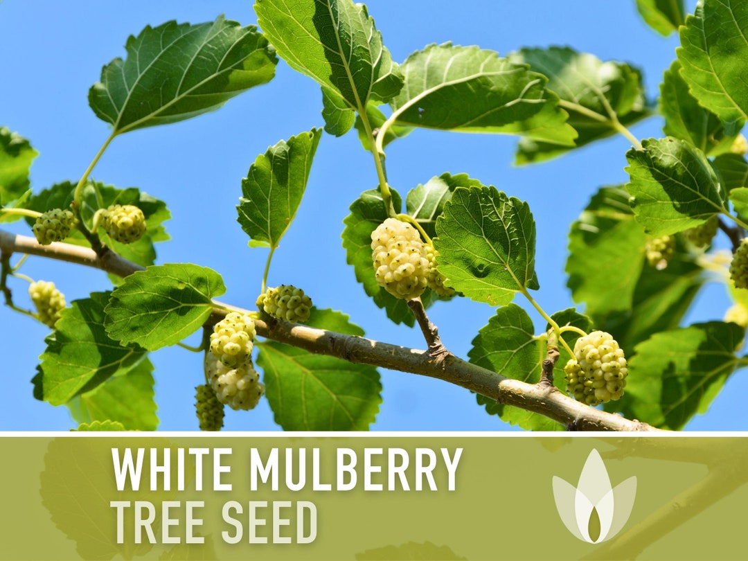 Mulberry Seeds, Common White - Heirloom Seeds, White Mulberry, Fruit ...