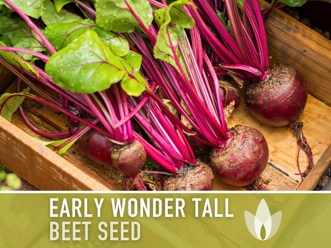 Early Wonder Beet Seeds - Heirloom, Non-gmo (150+ Seeds) - Etsy
