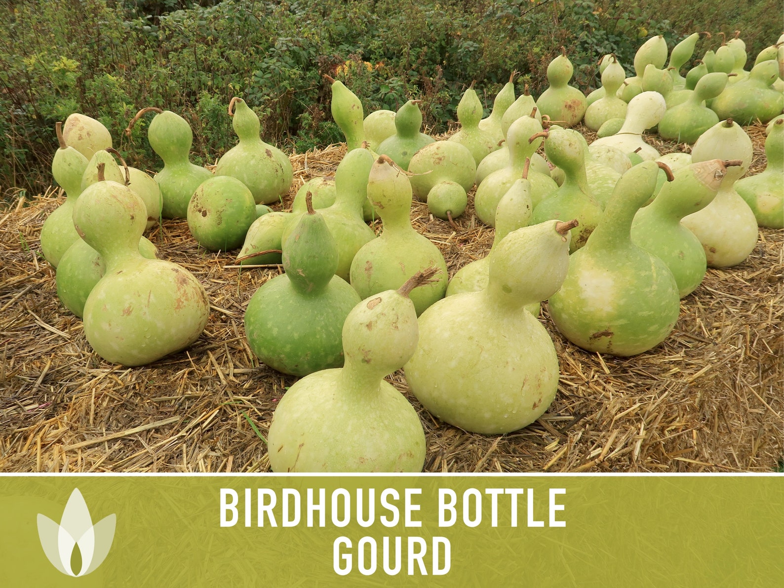 Birdhouse Bottle Gourd Seeds - Heirloom, Open Pollinated - Etsy