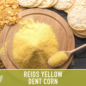 Reid's Yellow Dent Corn Seeds - Heirloom Seeds, Field Corn, Corn Bread ...