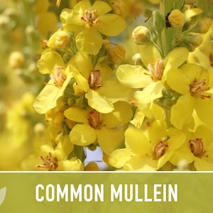 Mullein Seeds, Common - Heirloom Seeds, Medicinal Herb Seeds, Herbal ...