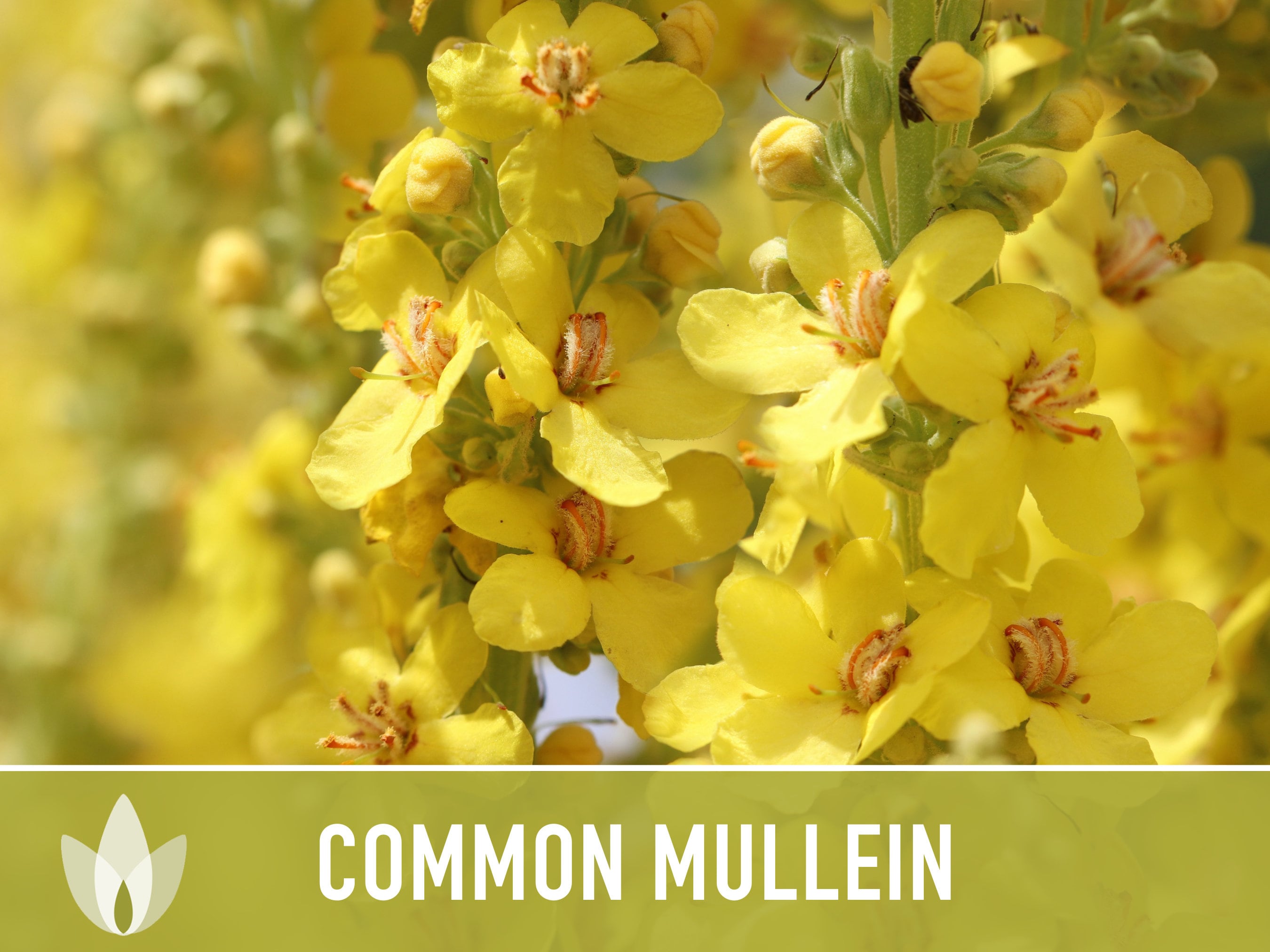 Mullein Seeds, Common - Heirloom Seeds, Medicinal Herb Seeds, Herbal ...