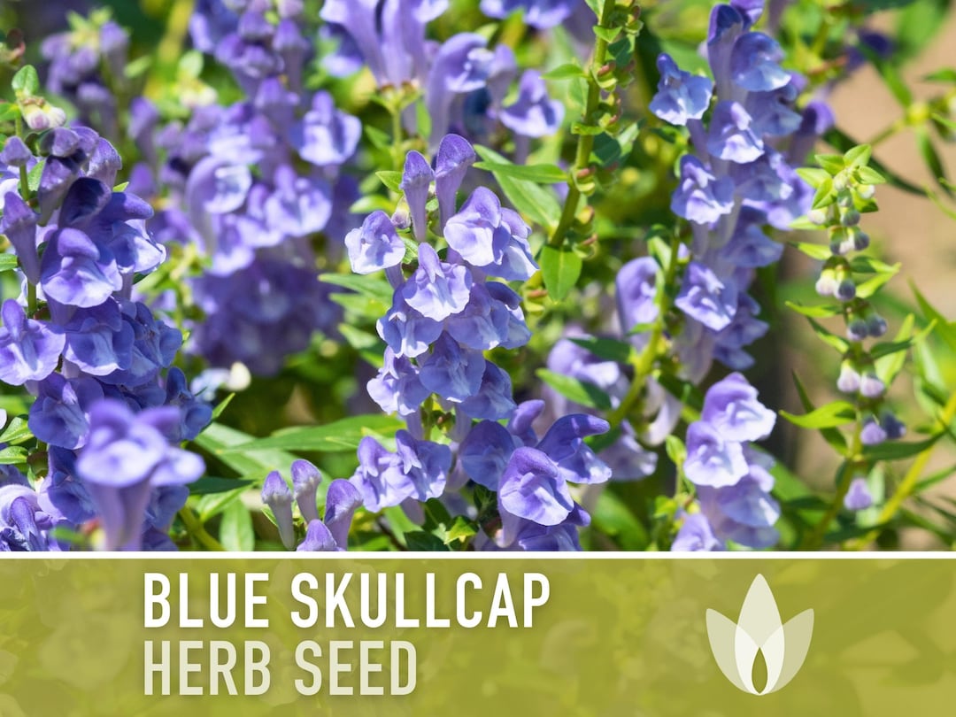 Mad Dog Skullcap Seeds - Heirloom Seeds, Blue Skullcap Flowers ...