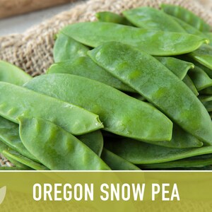 Oregon Sugar Pod Snow Pea Heirloom Seeds - Etsy