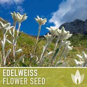 Edelweiss Flower Seeds - Heirloom Seeds, Alpine Wildflower, Snowy White Star Flowers, Medicinal ...