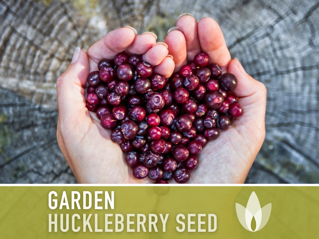 Garden Huckleberry - 20 Seeds - Heirloom Berry Seeds, Fruit Seeds ...