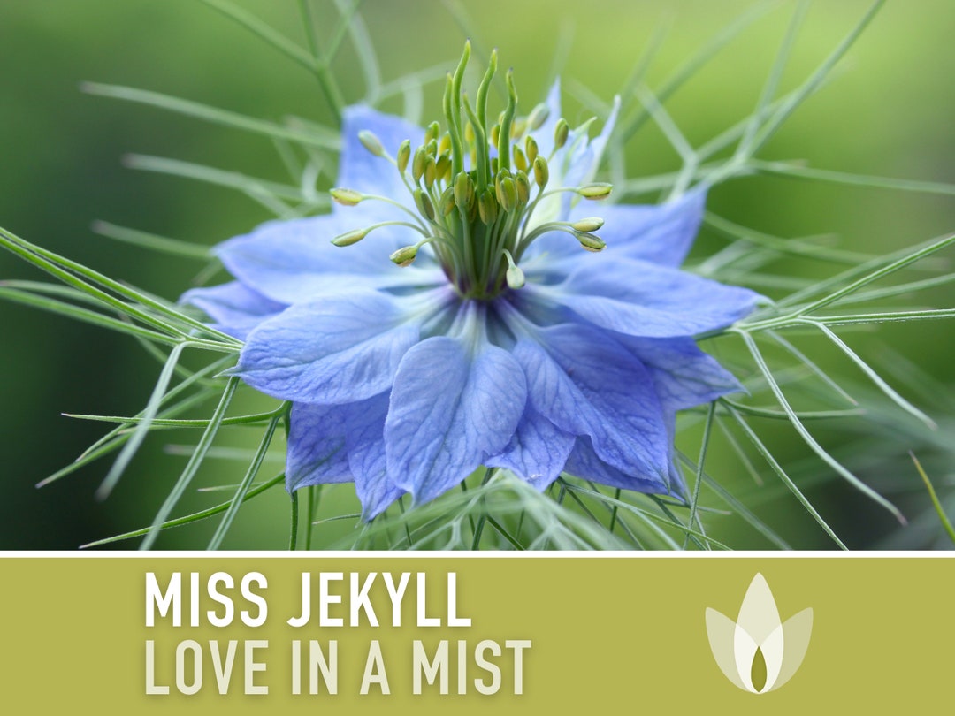 Miss Jekyll Love-in-a-mist Flower Seeds - Heirloom Nigella - Etsy