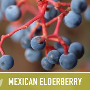 Mexican Elderberry Seeds - Heirloom Seeds, Sambucus Mexicana, Medicinal ...