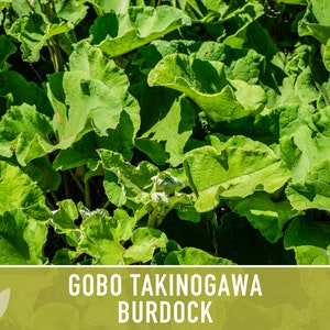 Gobo Takinogawa Burdock Seeds - Heirloom Seeds, Medicinal Herb ...
