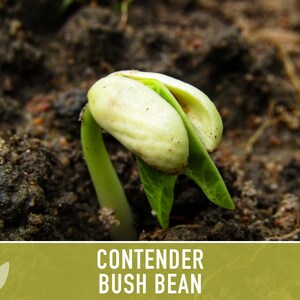 Contender Bush Bean Seeds - Heirloom, Stringless, Open Pollinated ...