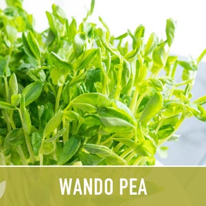 Wando Garden Pea Heirloom Seeds - Etsy