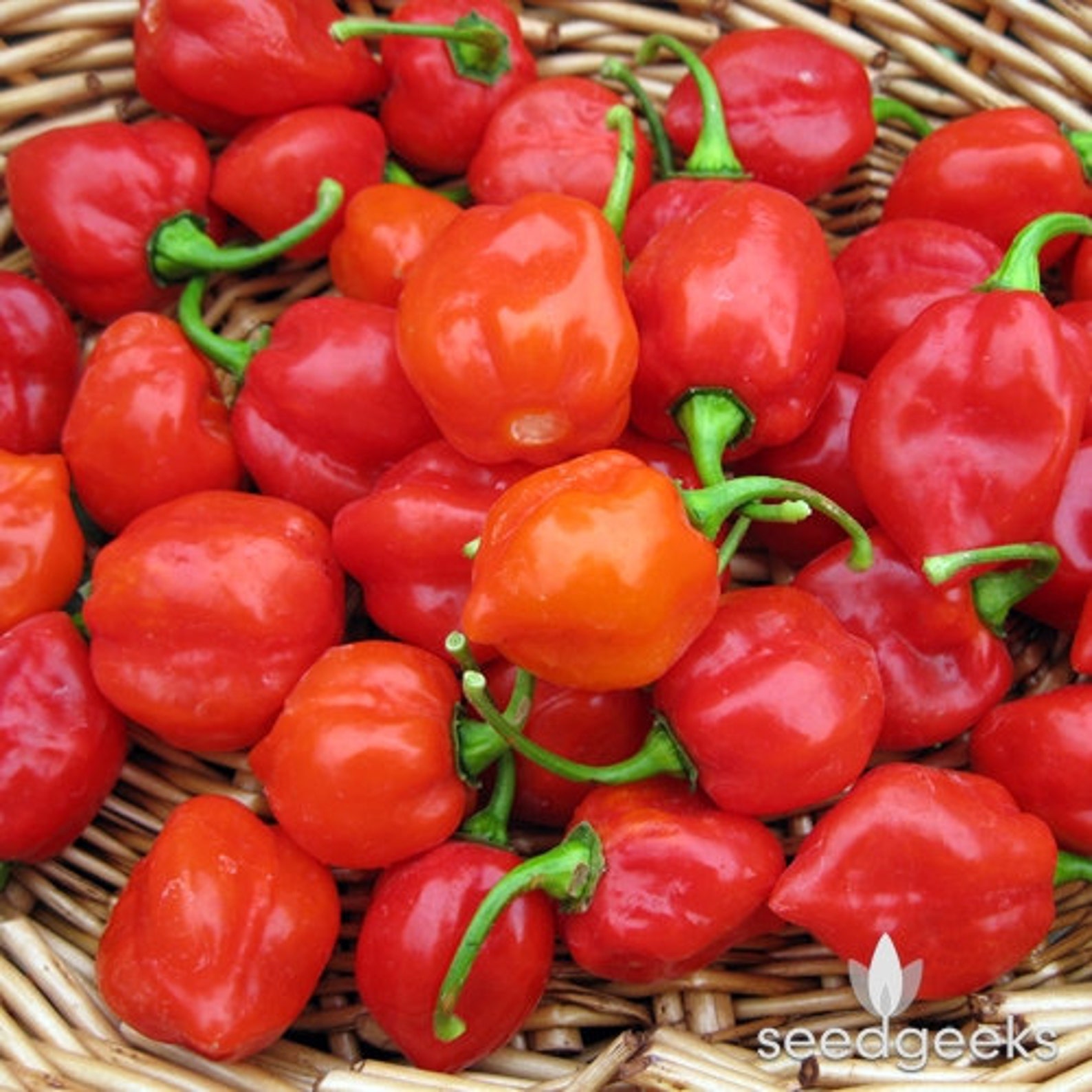 Caribbean Red Habanero Pepper Heirloom Seeds - Etsy