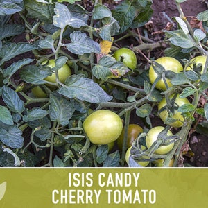 Isis Candy Cherry Tomato Heirloom Seeds - Salad Garden, Indeterminate ...