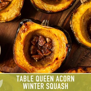 Table Queen Acorn Winter Squash Heirloom Seeds - Short Season, Buttery ...